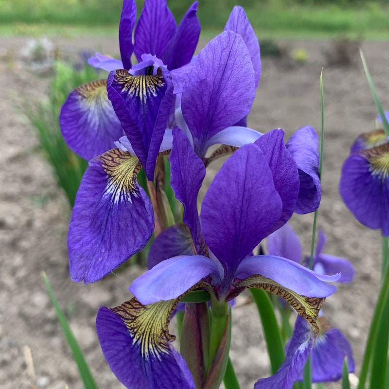 Bearded Iris Bulbs - Etsy