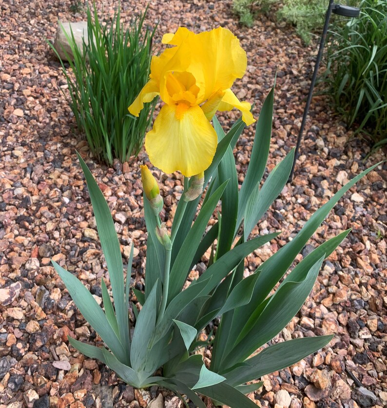 Gammas Iris 2 Rhizome/tuber/bulb - Etsy