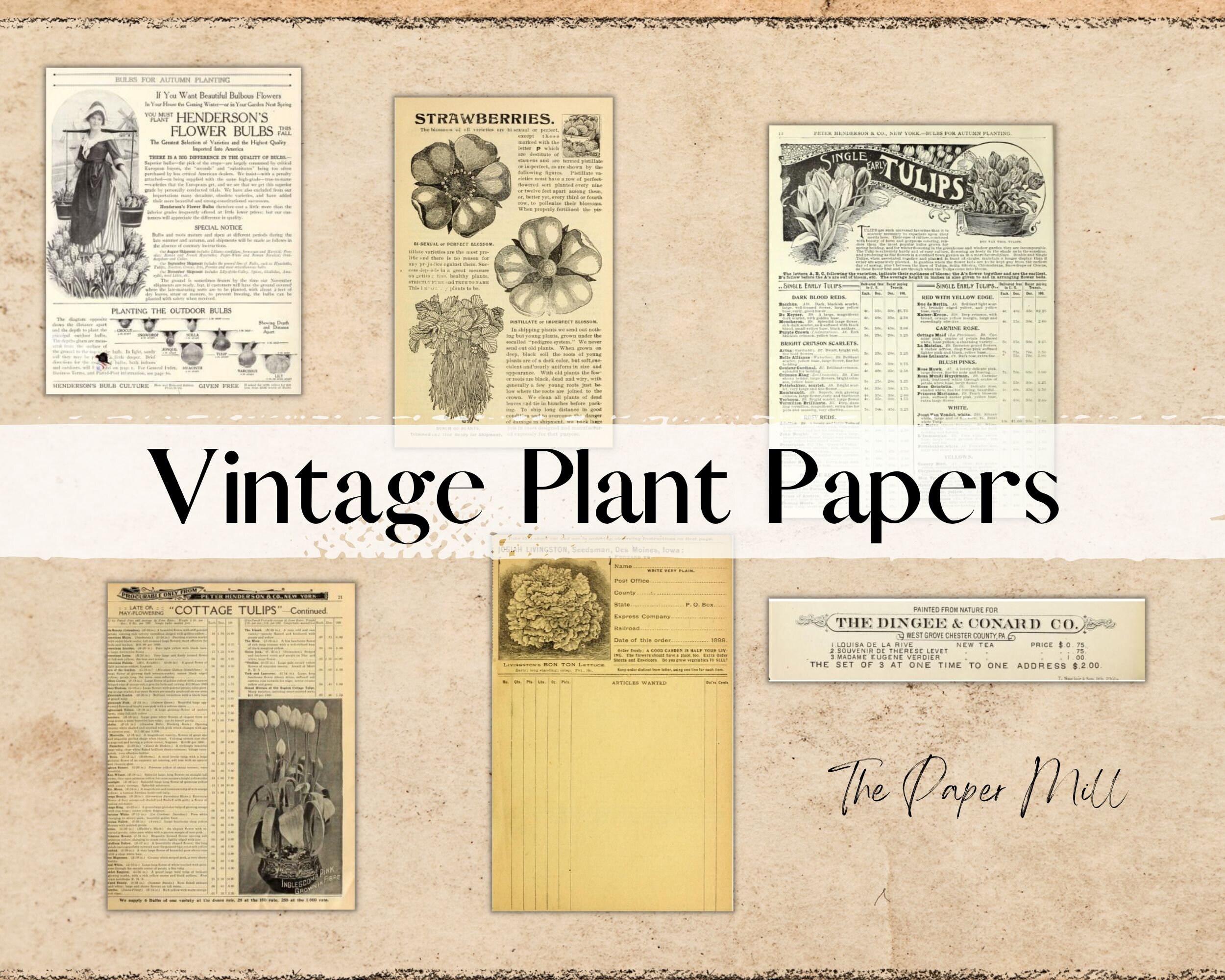 Vintage Plant Catalog Papers Collection -digital Download - Printable ...