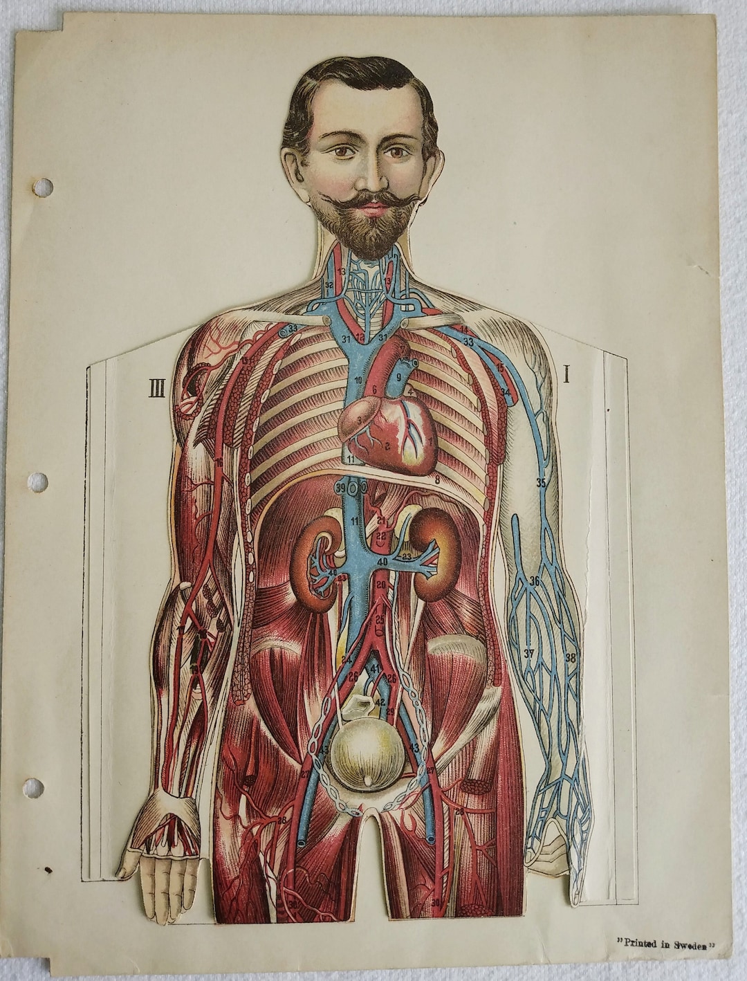 Anatomical Lithograph, 1906 Medical Illustration, Alfred Mason Amadon ...
