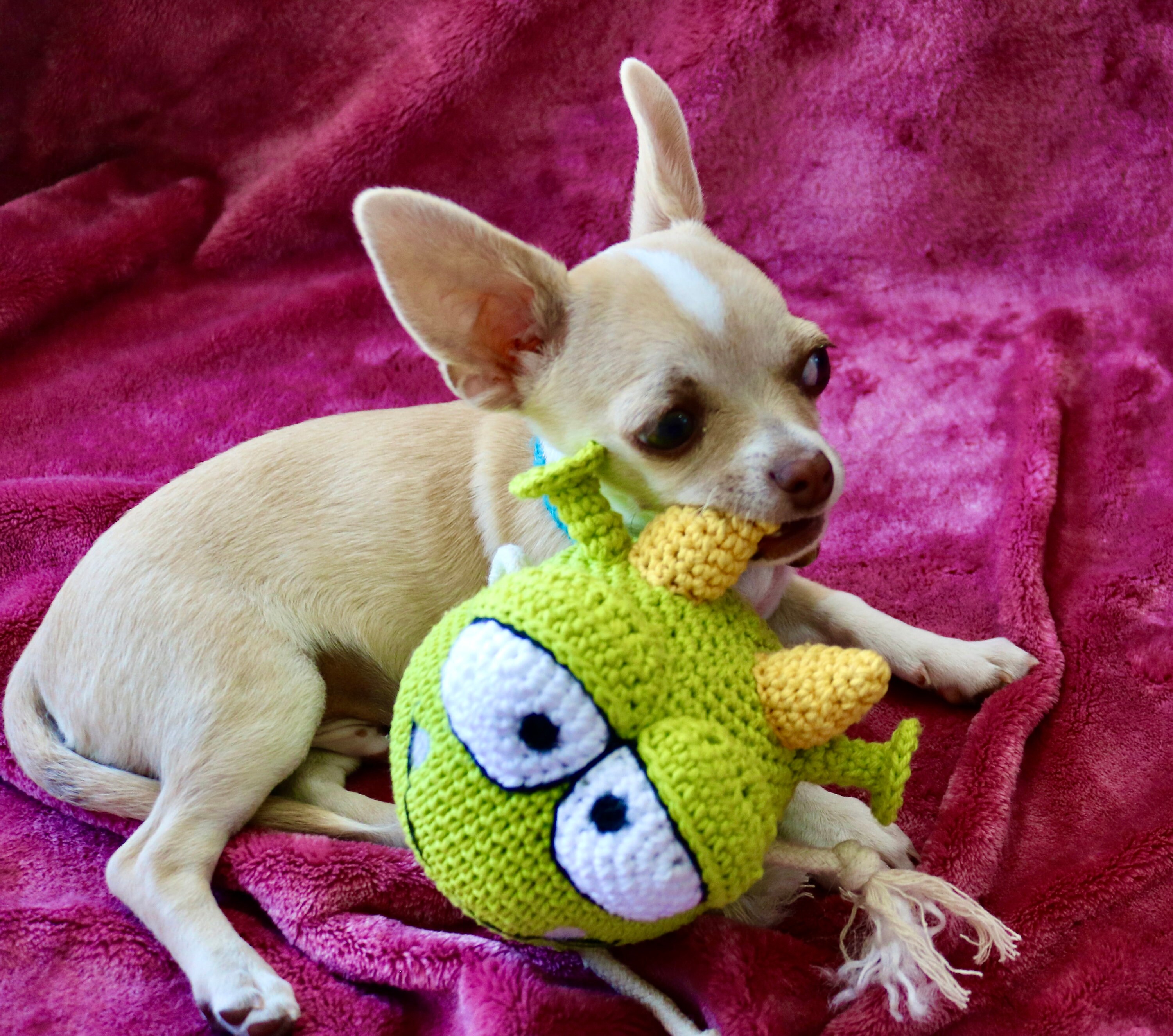 Marvin the Martian Monster Tug-of-war Dog Toy Crochet Pattern - Etsy
