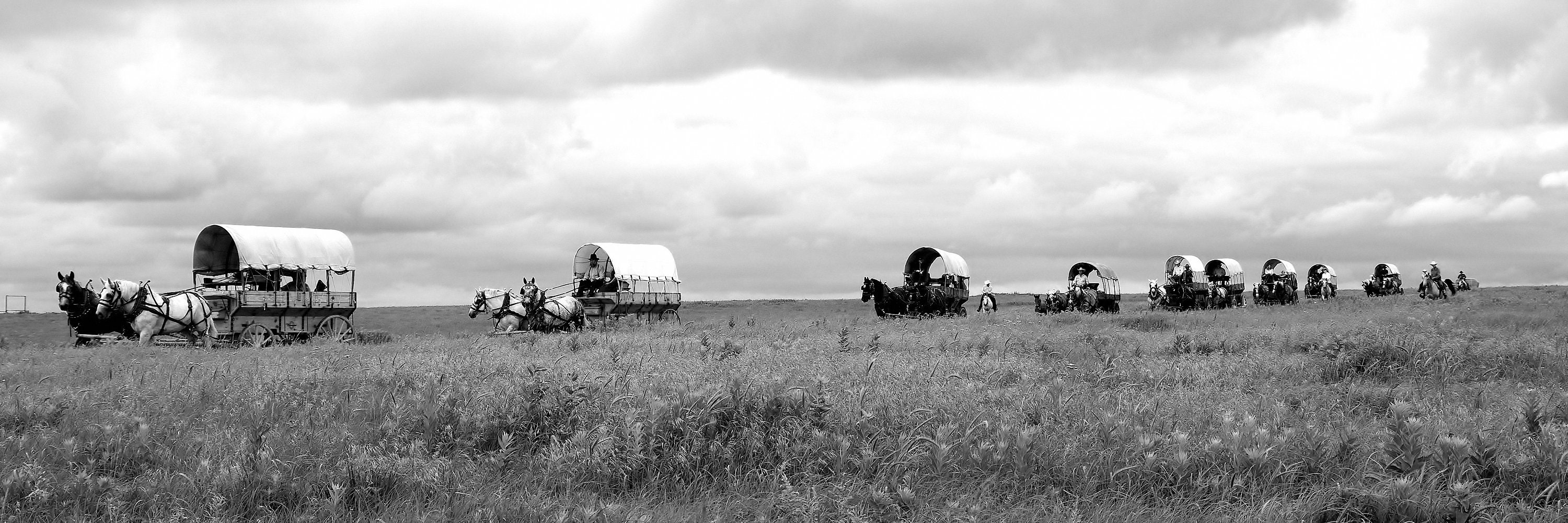 Wagon Train on the Prairie, Black and White Photography of Horse Pulled ...