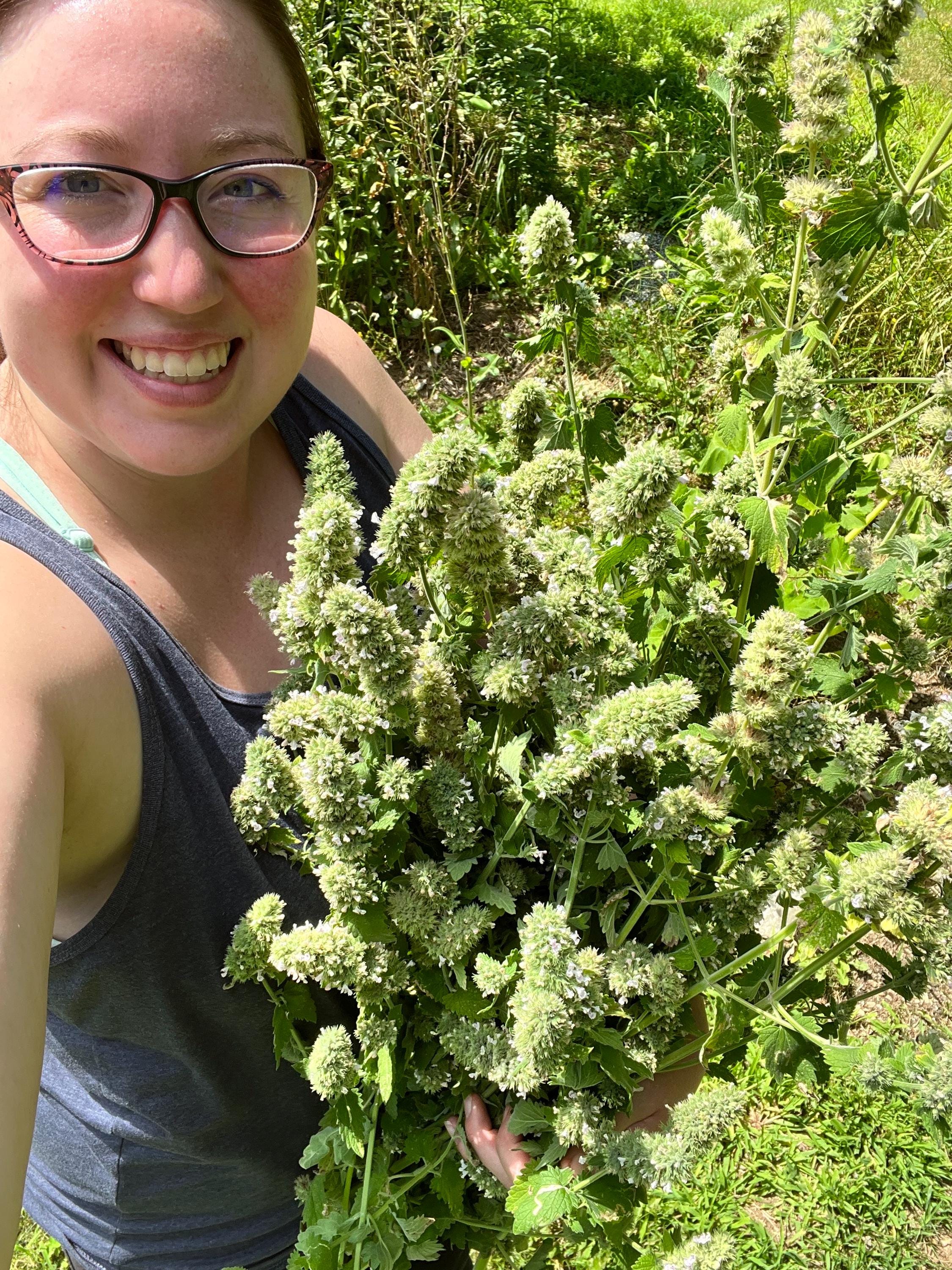 Catnip Buds | Maine Grown Catnip Using Organic Methods | Catnip Flower ...