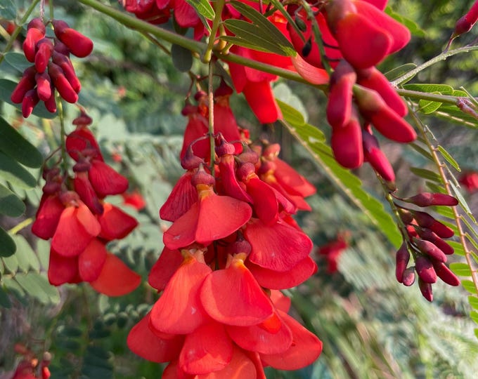 Sesbania Punicea / Scarlet Wisteria Seeds - Etsy