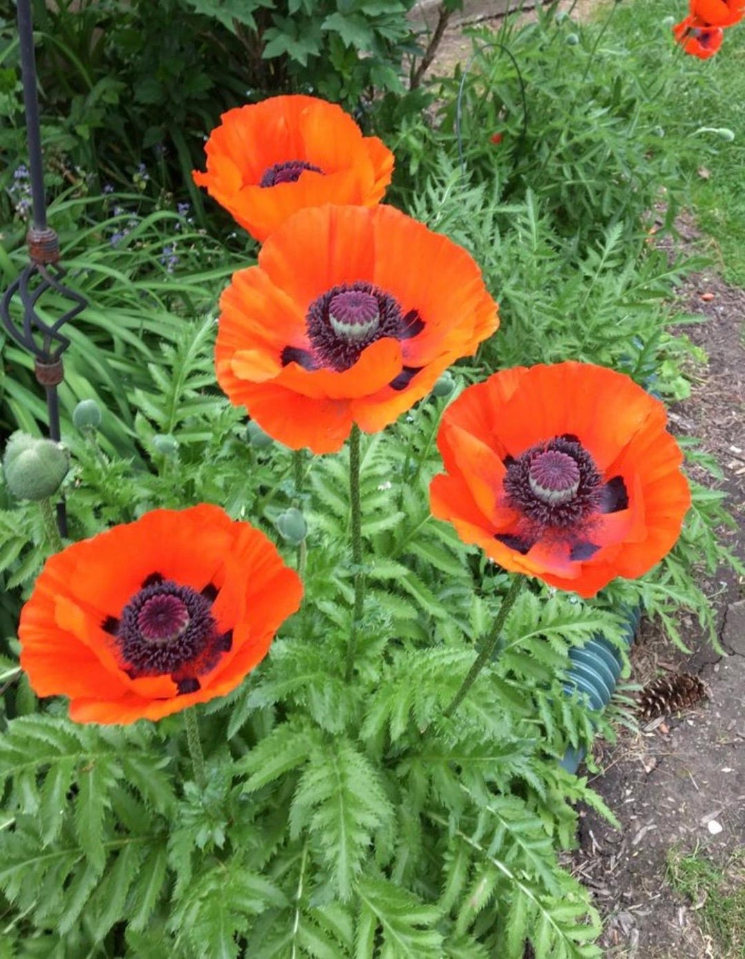 Prince of Orange Poppy 250+ Seeds, Papaver Orientale, Hardy Perennial ...