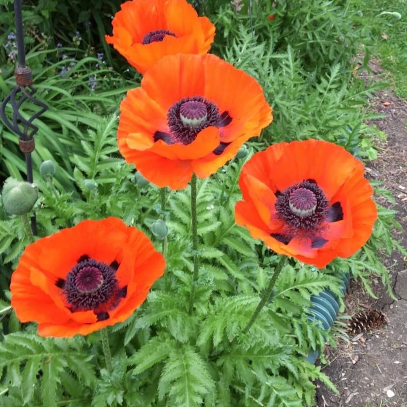 Oriental Poppy - Etsy
