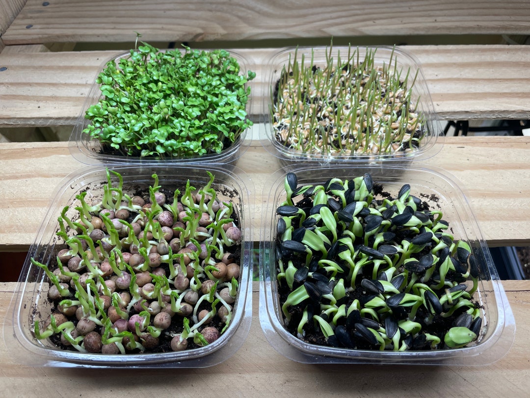 Starter Microgreen Grow Kit - Etsy