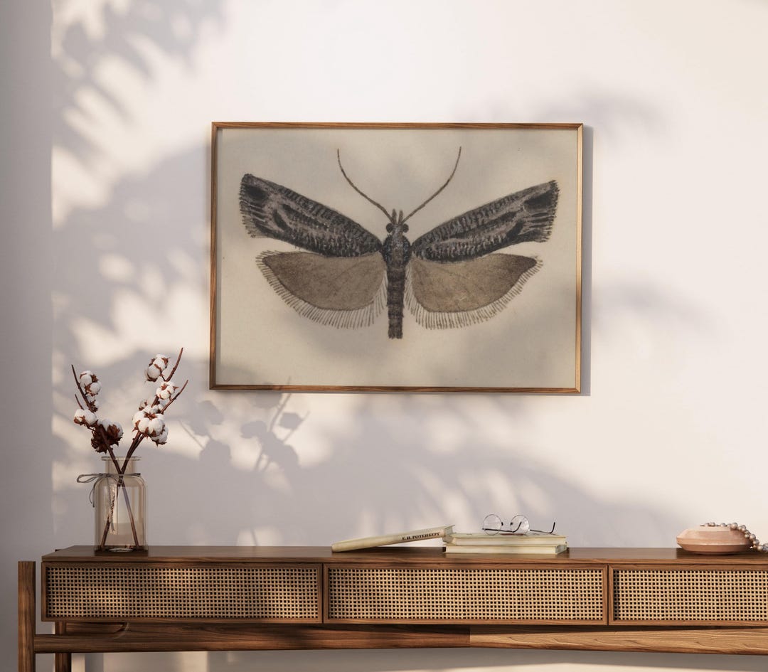 Vintage Butterfly Poster, Entomology Art Print, Antique Insect ...