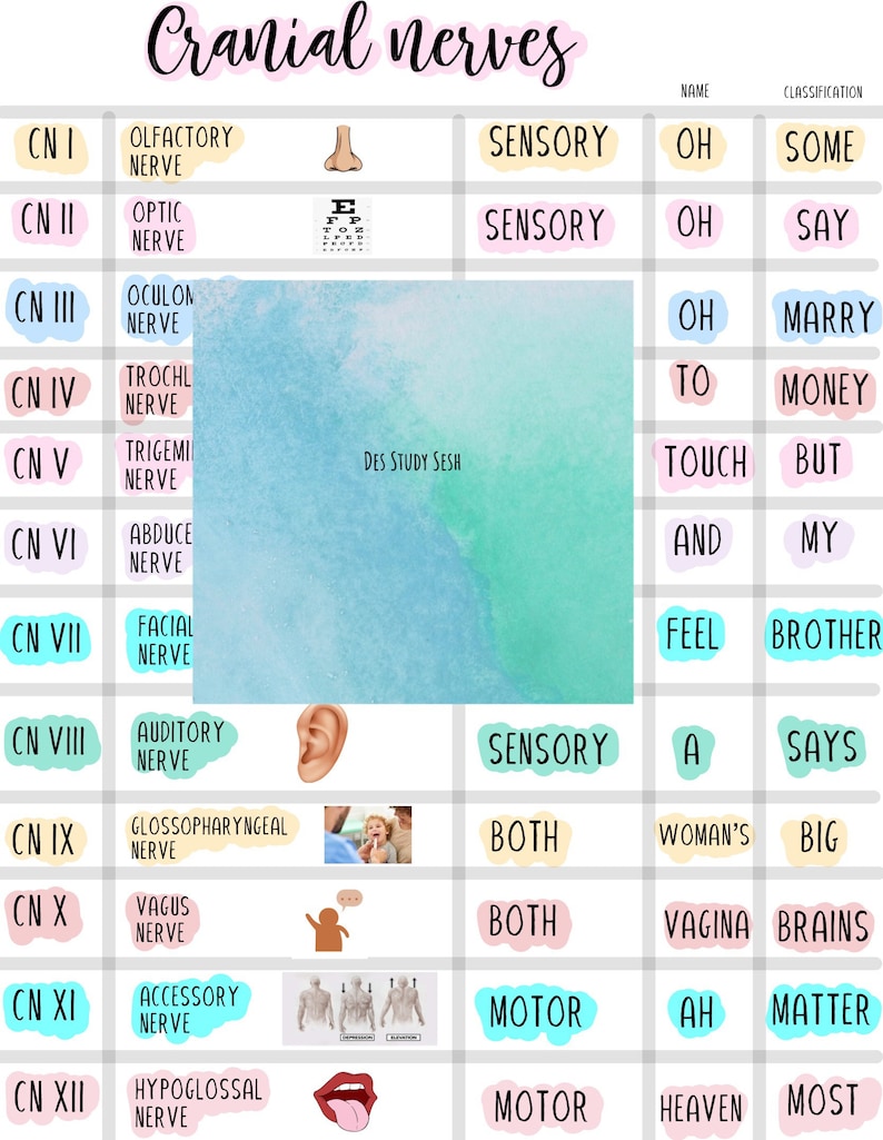 Cranial Nerves Study Sheet - Etsy