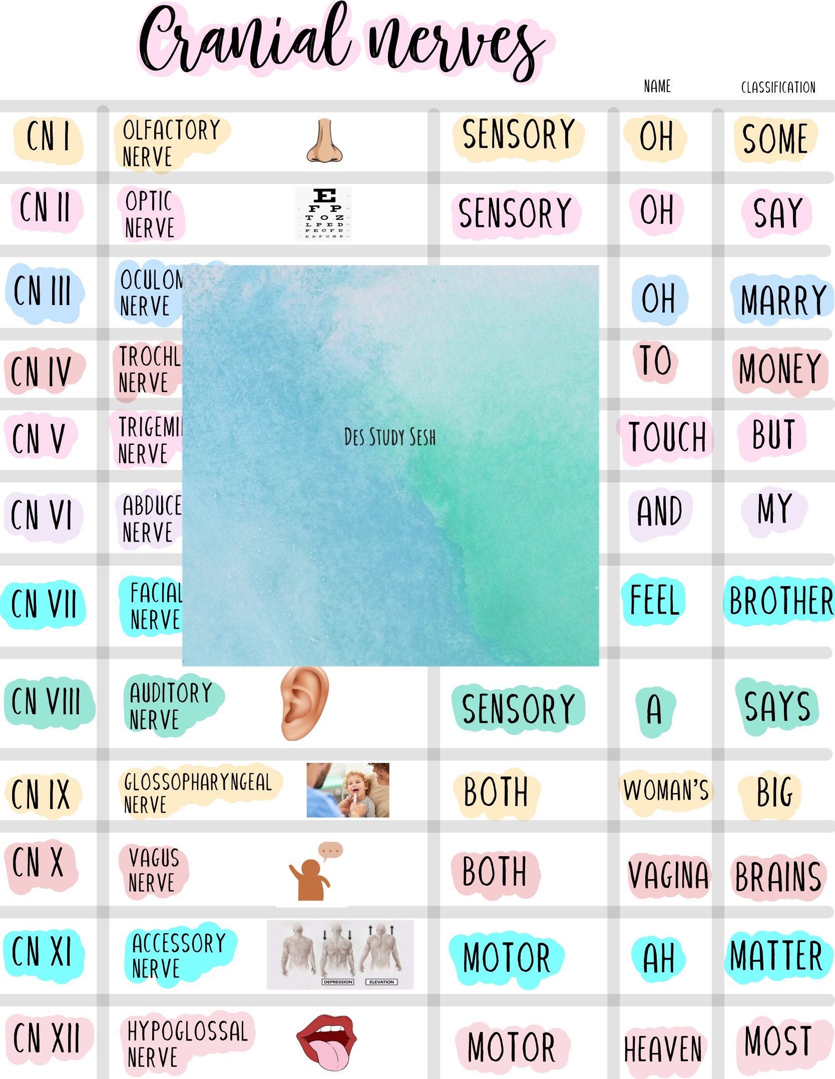 Cranial Nerves Study Sheet - Etsy