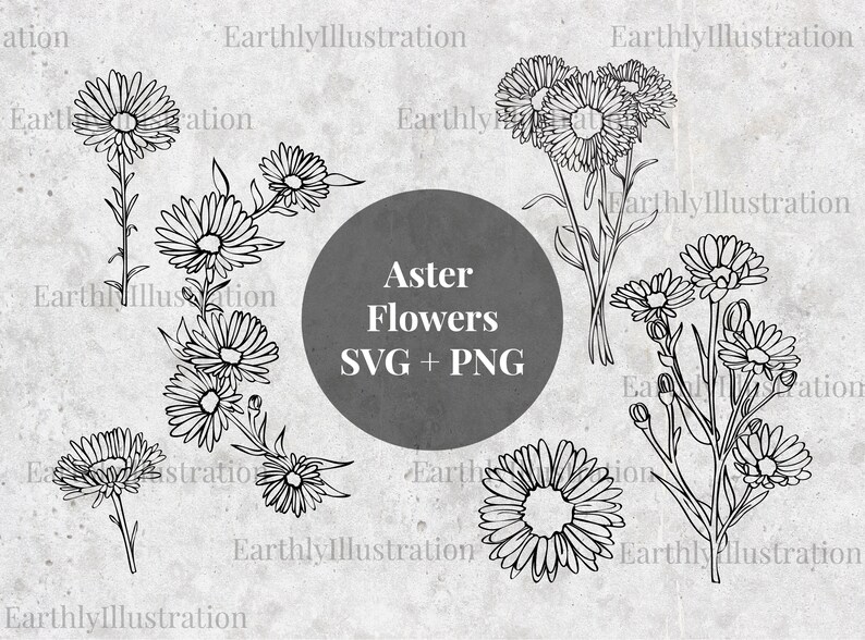 Aster Flower Set | 6 Aster Designs, SVG & PNG Files, Instant Download ...