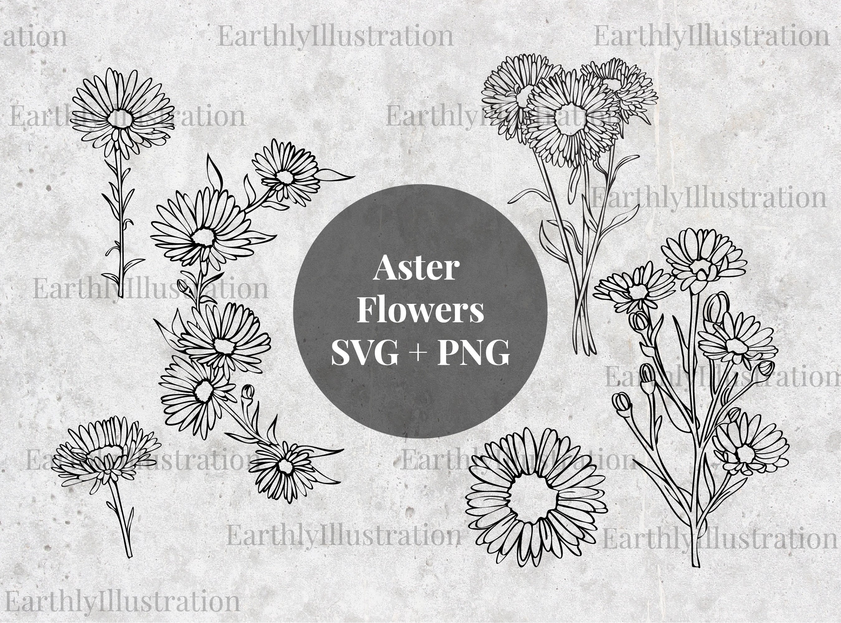 Aster Flower Set | 6 Aster Designs, SVG & PNG Files, Instant Download ...
