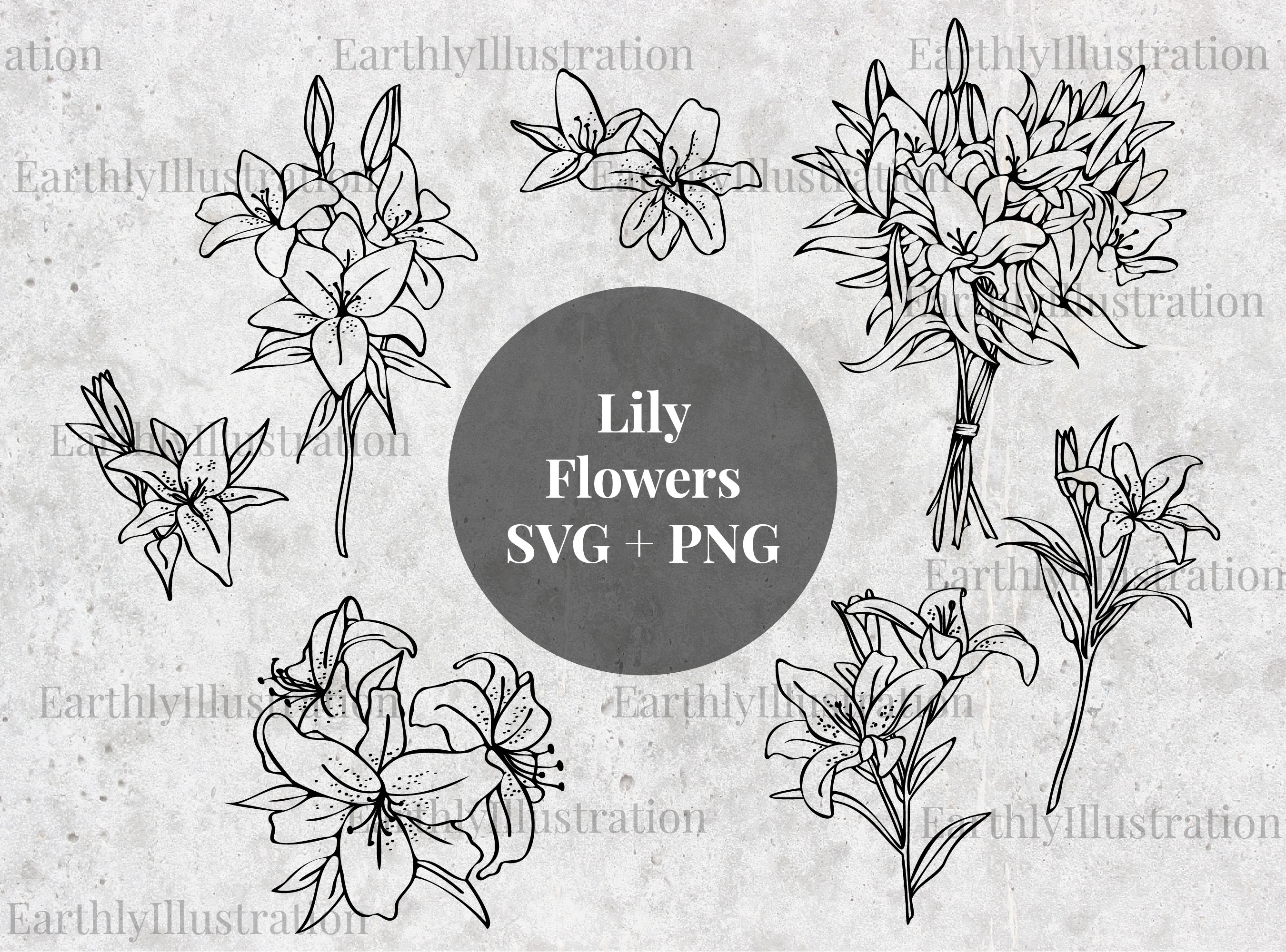 Set of 7 Lily Flower Designs, SVG & PNG Files, Instant Download, Hand ...