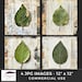 Green Leaf Digital Paper, Rustic Textured Background, Vintage Collage ...
