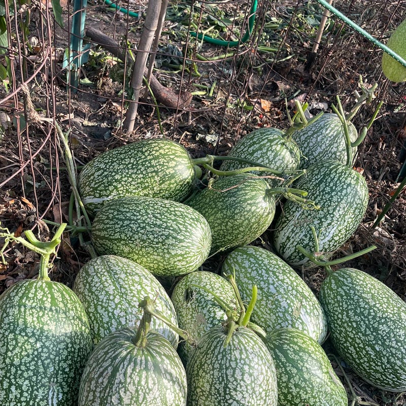 Chayote Plant - Etsy