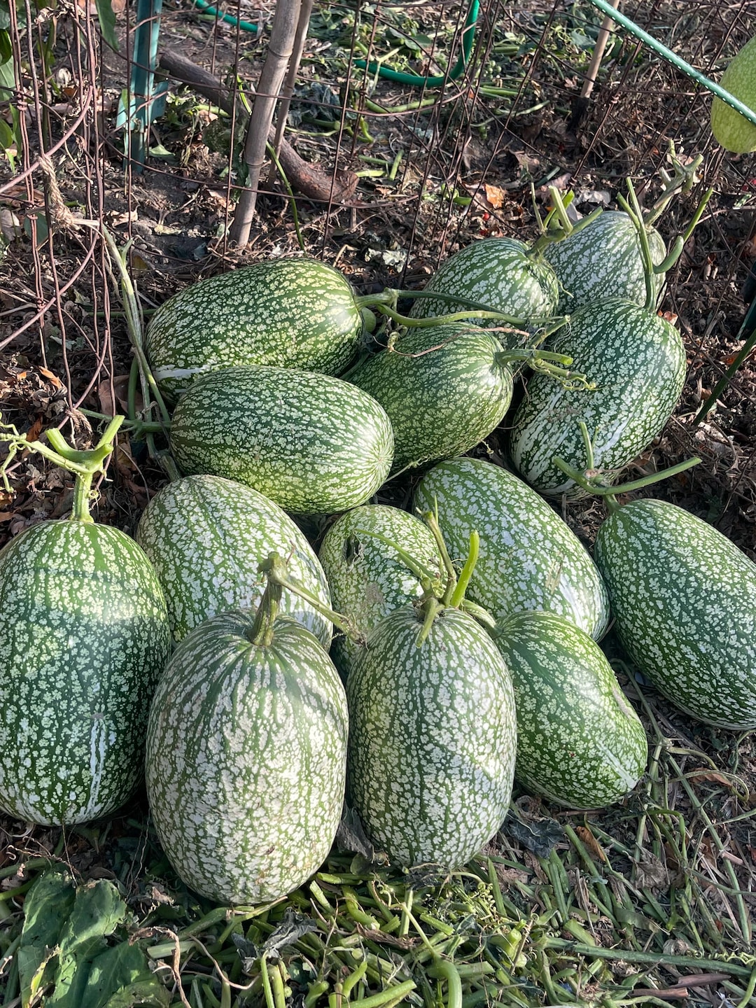 Fig-leaf Gourd Aka Chilacayote 10+ Seeds - Non GMO - Etsy