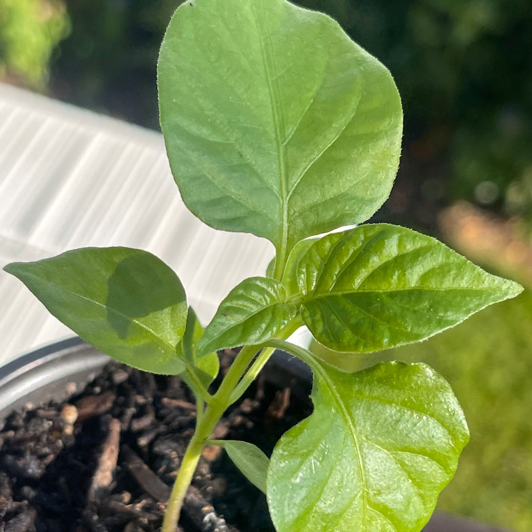 Rare Trinidad Pimento Pepper Aka Trinidad Seasoning Pepper Plant in a 3 ...