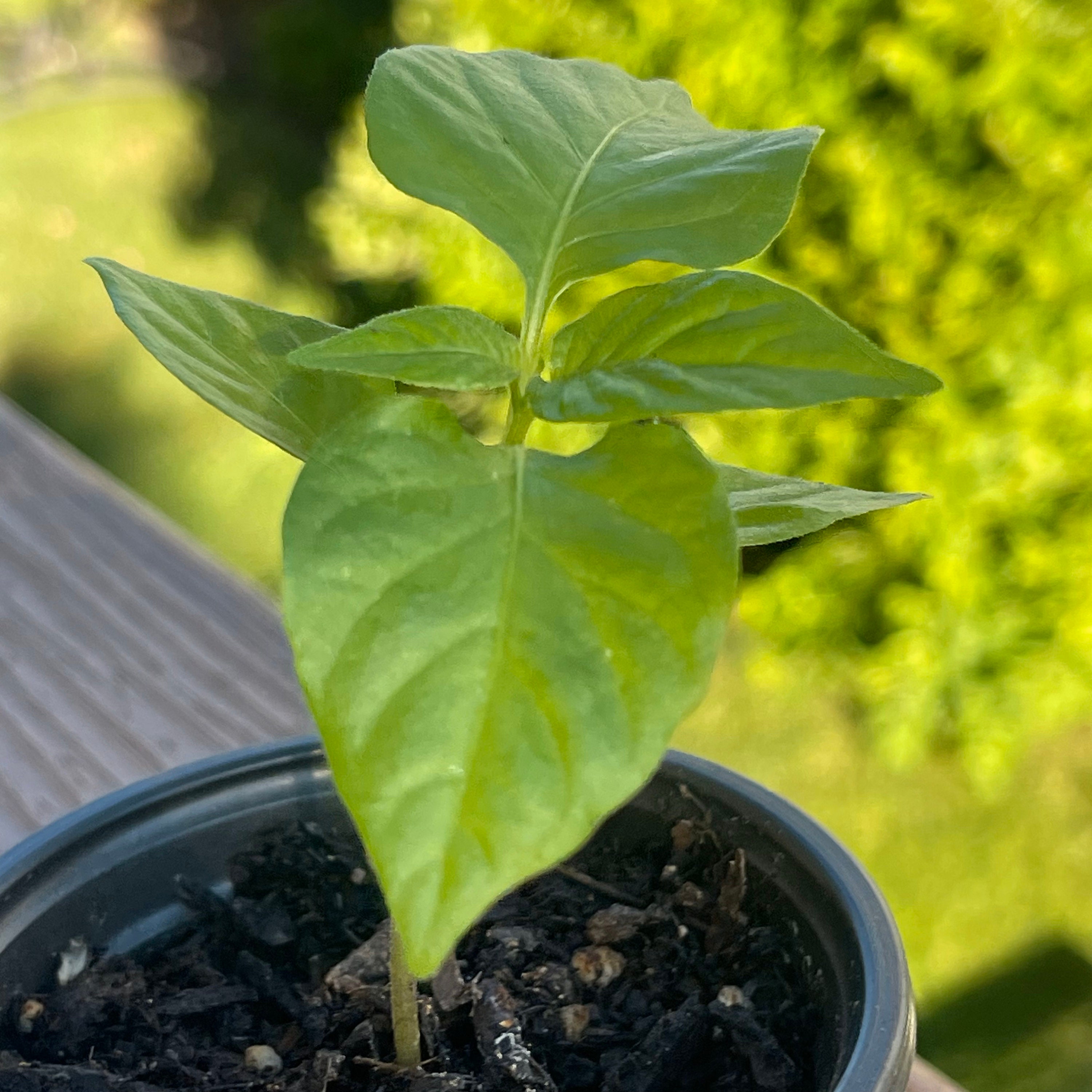 Rare Trinidad Pimento Pepper Aka Trinidad Seasoning Pepper Plant in a 3 ...