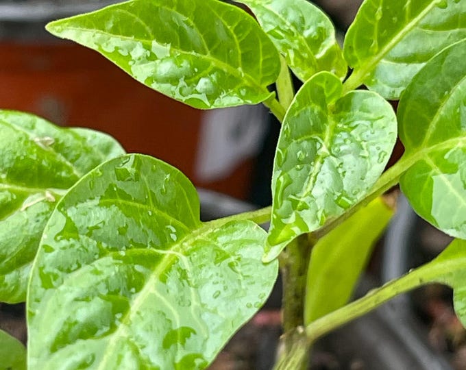 Capsicum Frutescens Red Wiri Wiri Pepper Plant Guyanese Pepper in 4 ...