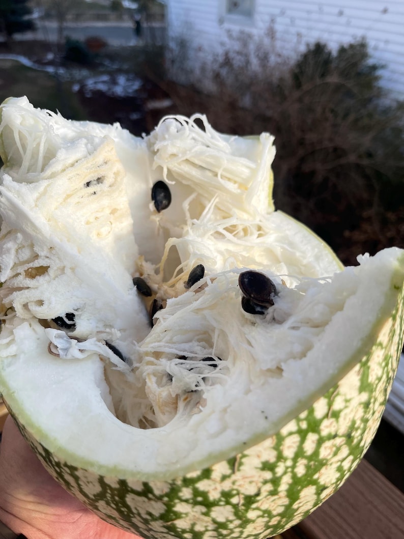 Fig-leaf Gourd Aka Chilacayote 10+ Seeds - Non GMO - Etsy