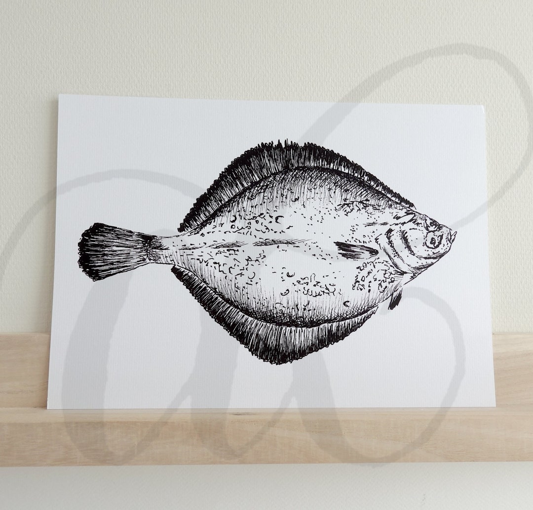 Pen Drawing Plaice Printed on Luxury Paper - Etsy UK