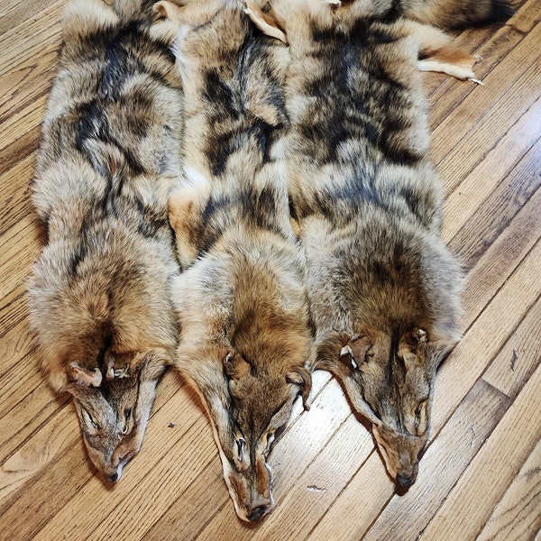 Coyote Pelt - Etsy