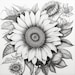 Sunflower Adult Coloring Pages Floral 50 Printable Digital Downloads - Etsy