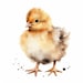 Watercolor Baby Chick Clipart Art Printable 20 High Quality Jpgs ...