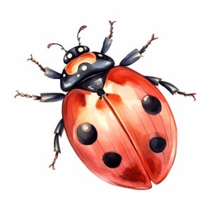13 Watercolor Ladybug Clipart Images Digital Downloads - Etsy