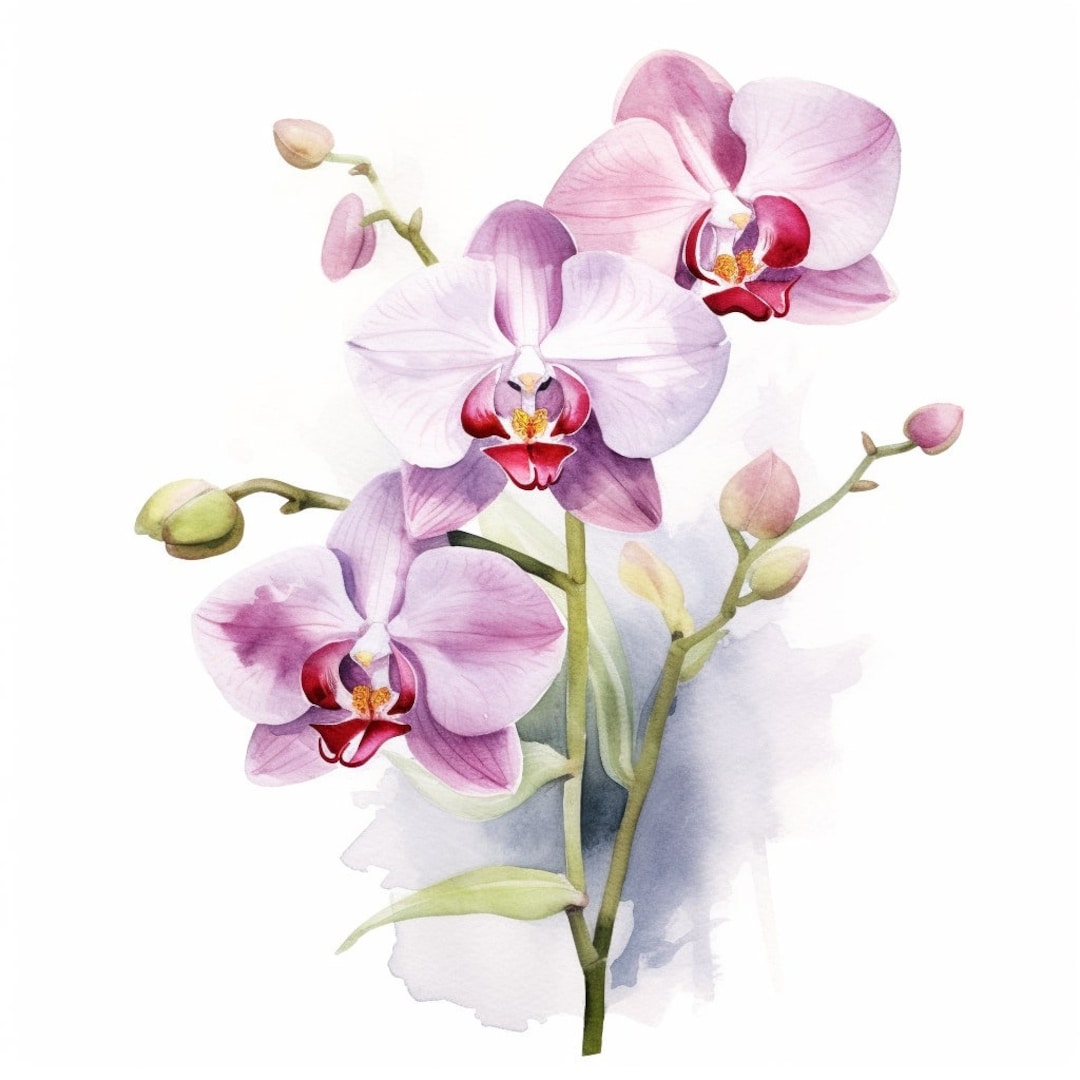 Watercolor Orchid Clipart 20 Printable High Quality Jpgs Digital ...