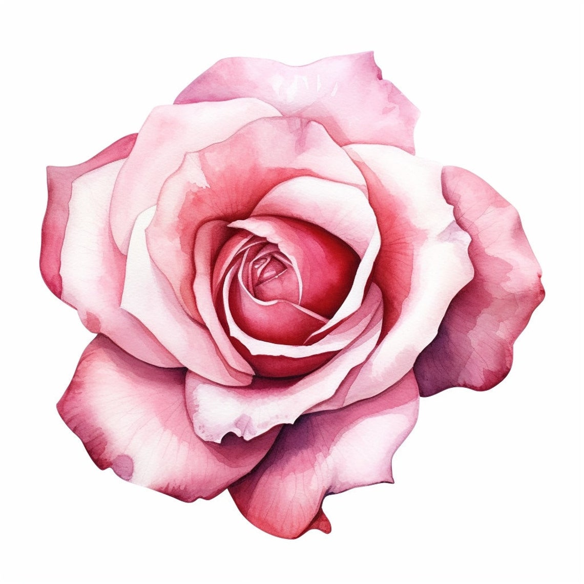 Watercolor Rose Petal Clipart 20 Printable High Quality Jpgs Digital ...
