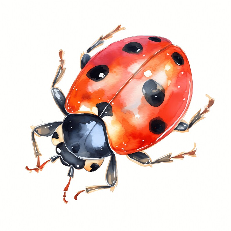 13 Watercolor Ladybug Clipart Images Digital Downloads - Etsy