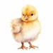 Watercolor Baby Chick Clipart Art Printable 20 High Quality Jpgs ...