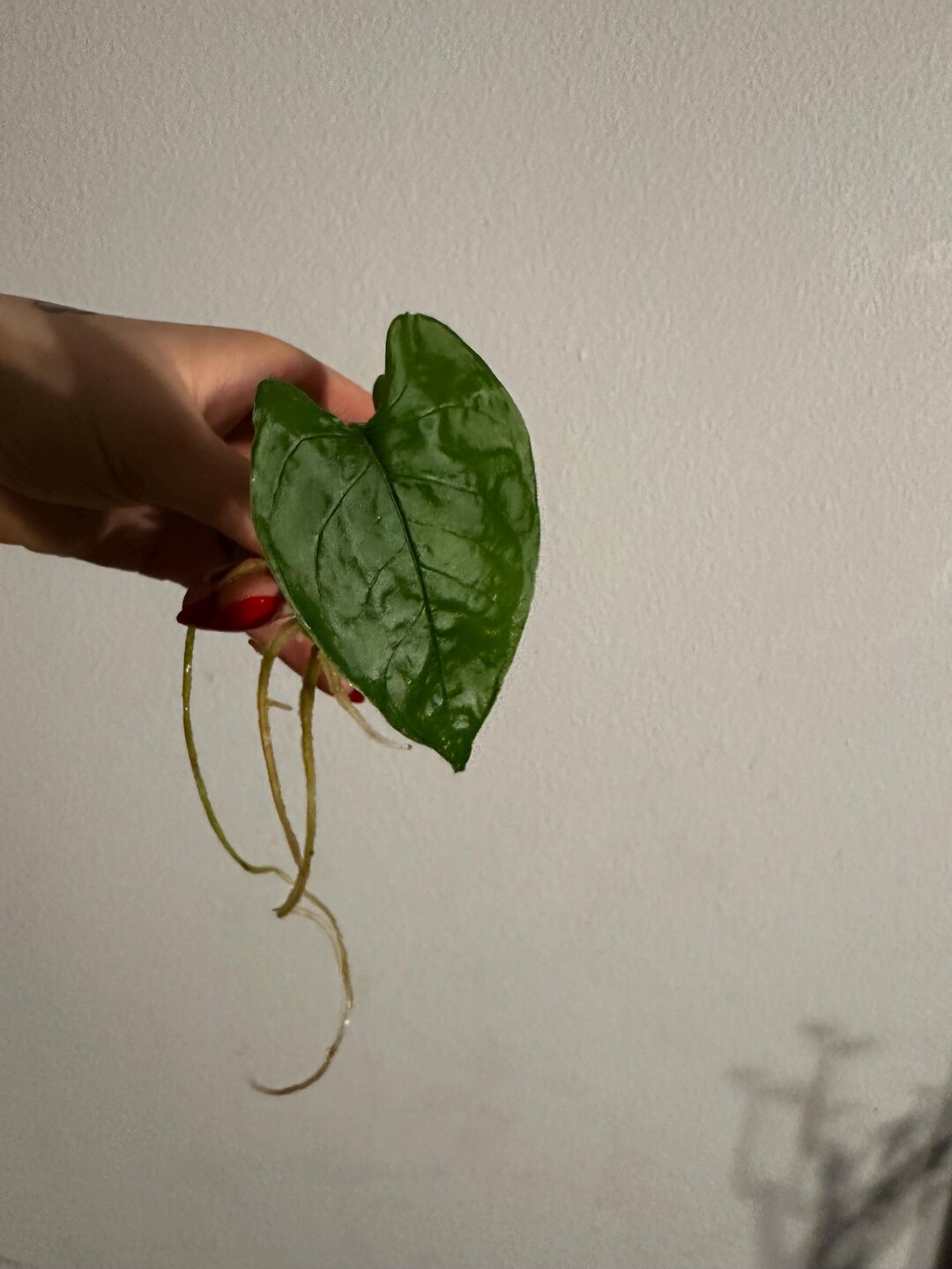 Monstera Membranacea - Etsy