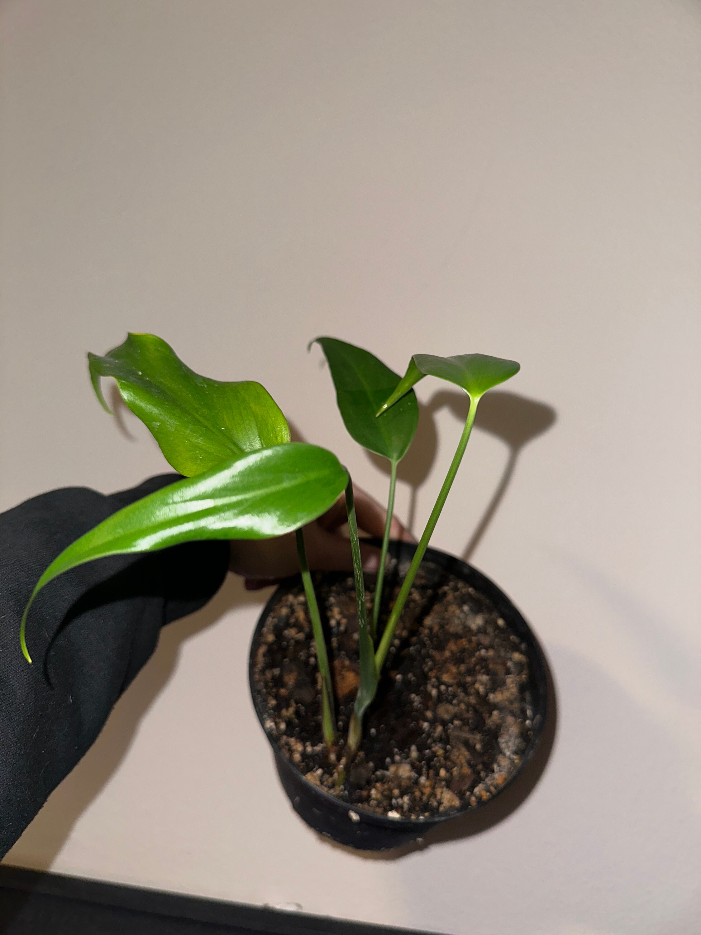 Monstera Burle Marx Flame - Etsy