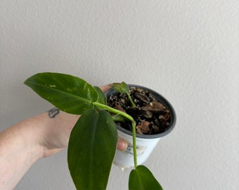 PHILODENDRON BOB CEE Plant free Heat rare Aroid Long Glossy Serrated ...