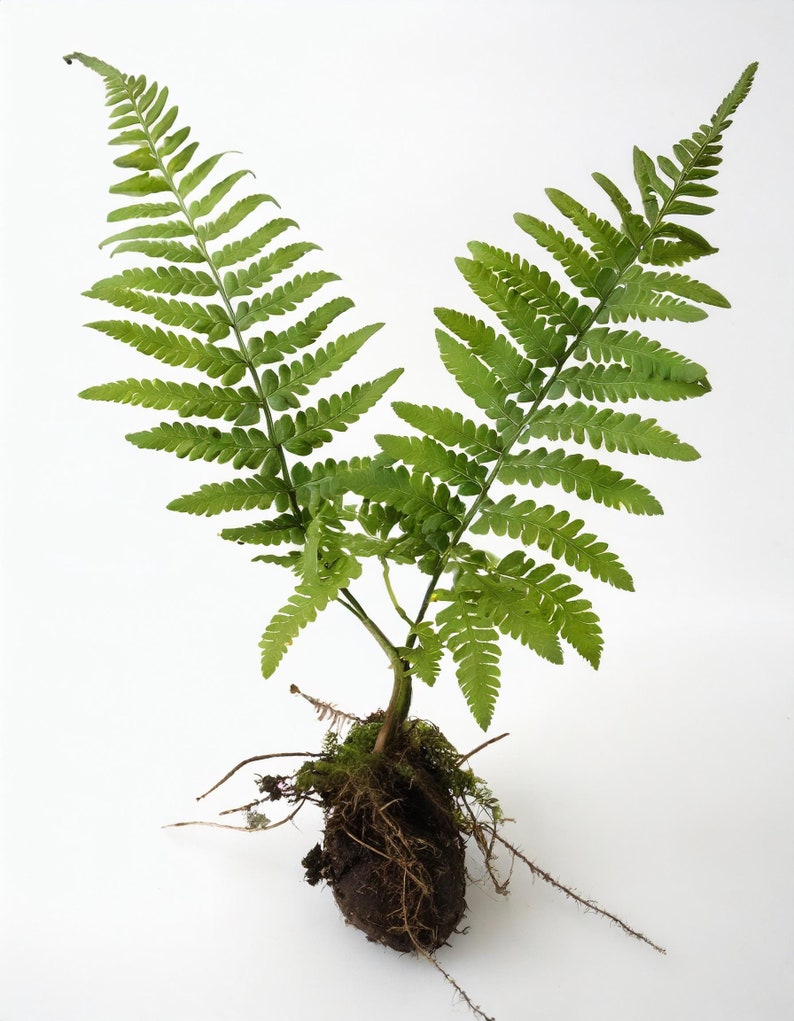 Live BARE ROOT : Cy. Borinquena Tree Fern Exotic Rain Forest, No Pot - Etsy