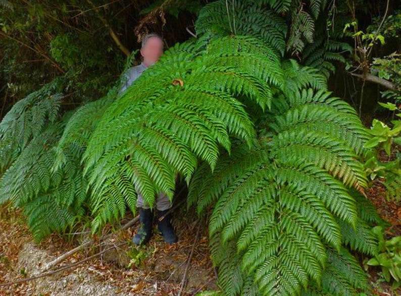 Live, BARE ROOT : Lophosoria Quadripinnata Tree Fern Exotic, Huge ...