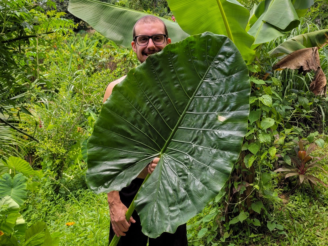 2 Alocasia Borneo Giant Live Plants alocasia Macrorrhizos - Etsy