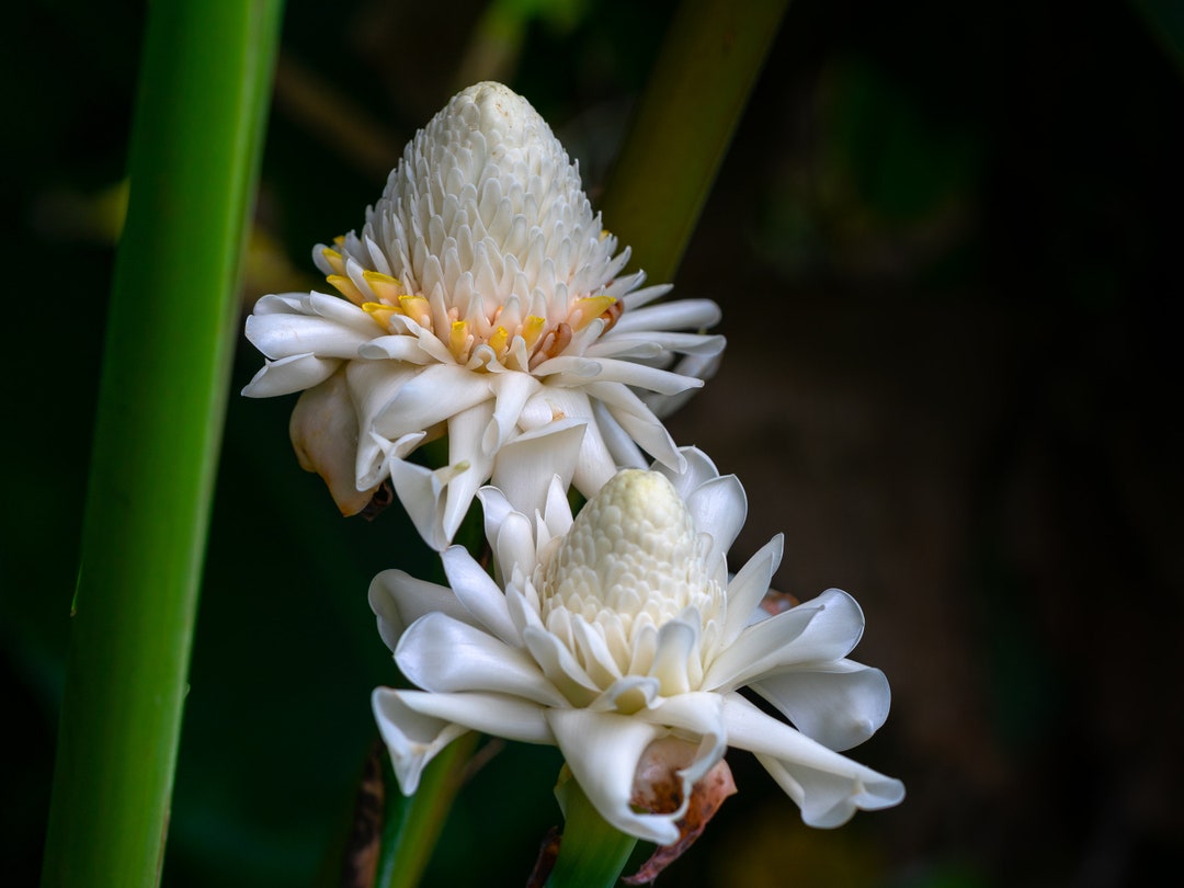 White Torch Ginger Rhizome (etlingera Elatior) - Etsy