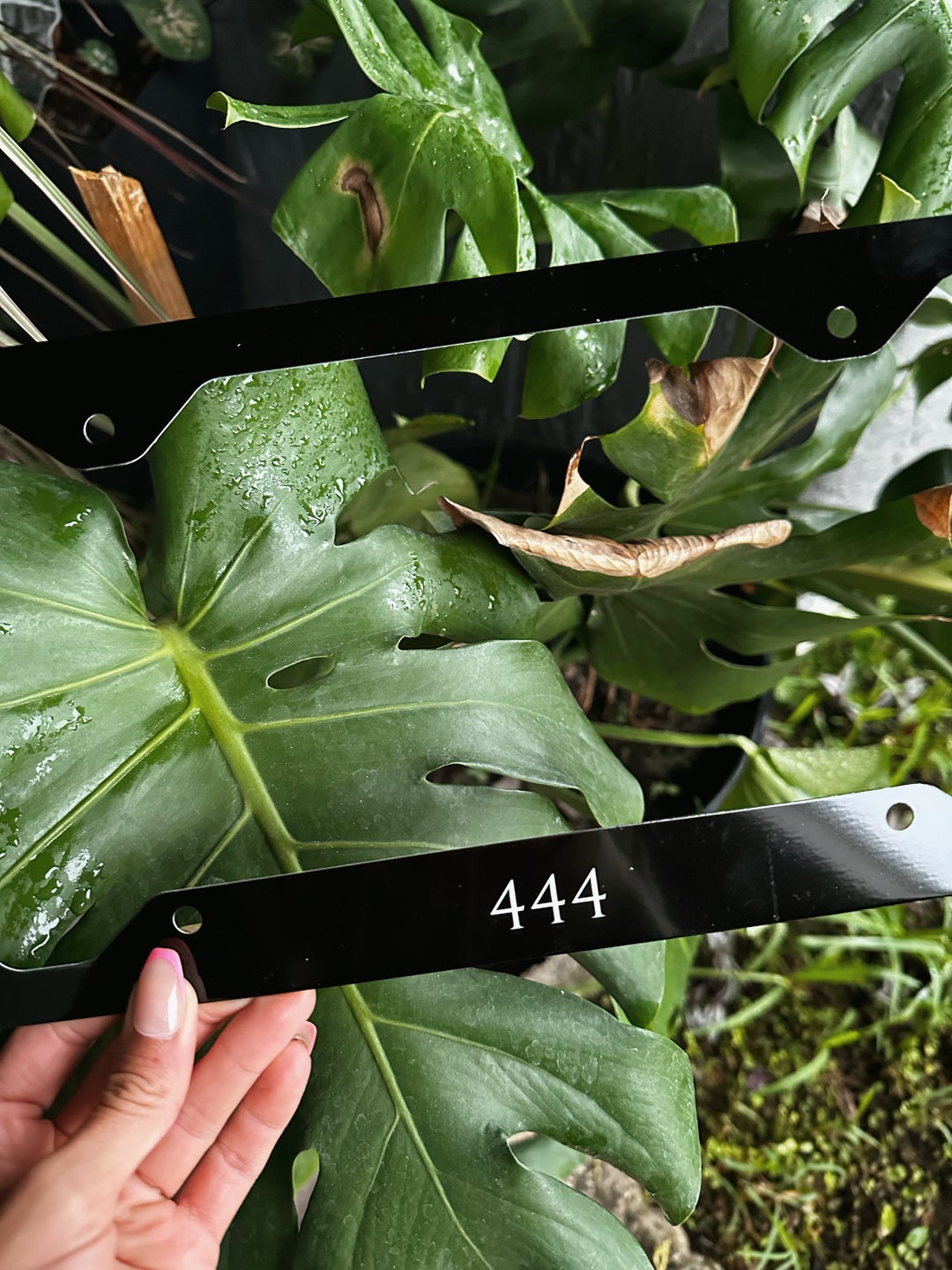 444 Angel Number License Plate Frame – Black Aluminum Car Tag Cover ...
