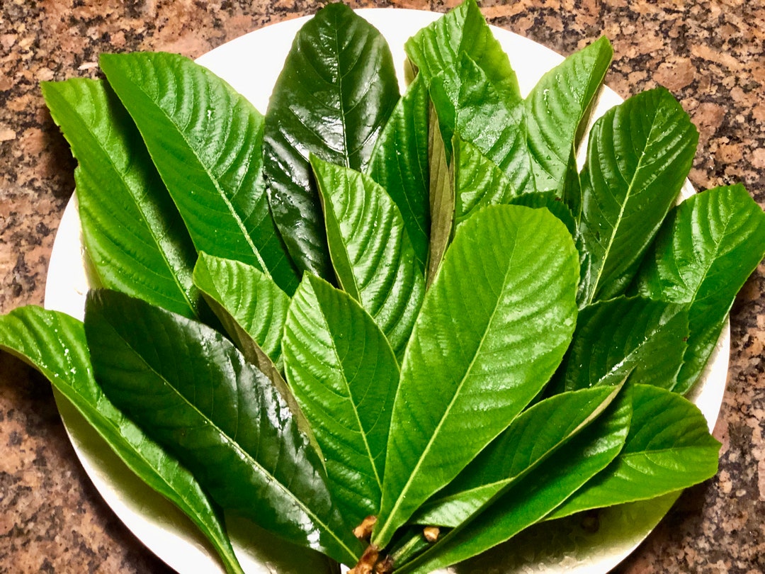Loquat Tree Leaves 20, Loquat Tea, - Etsy