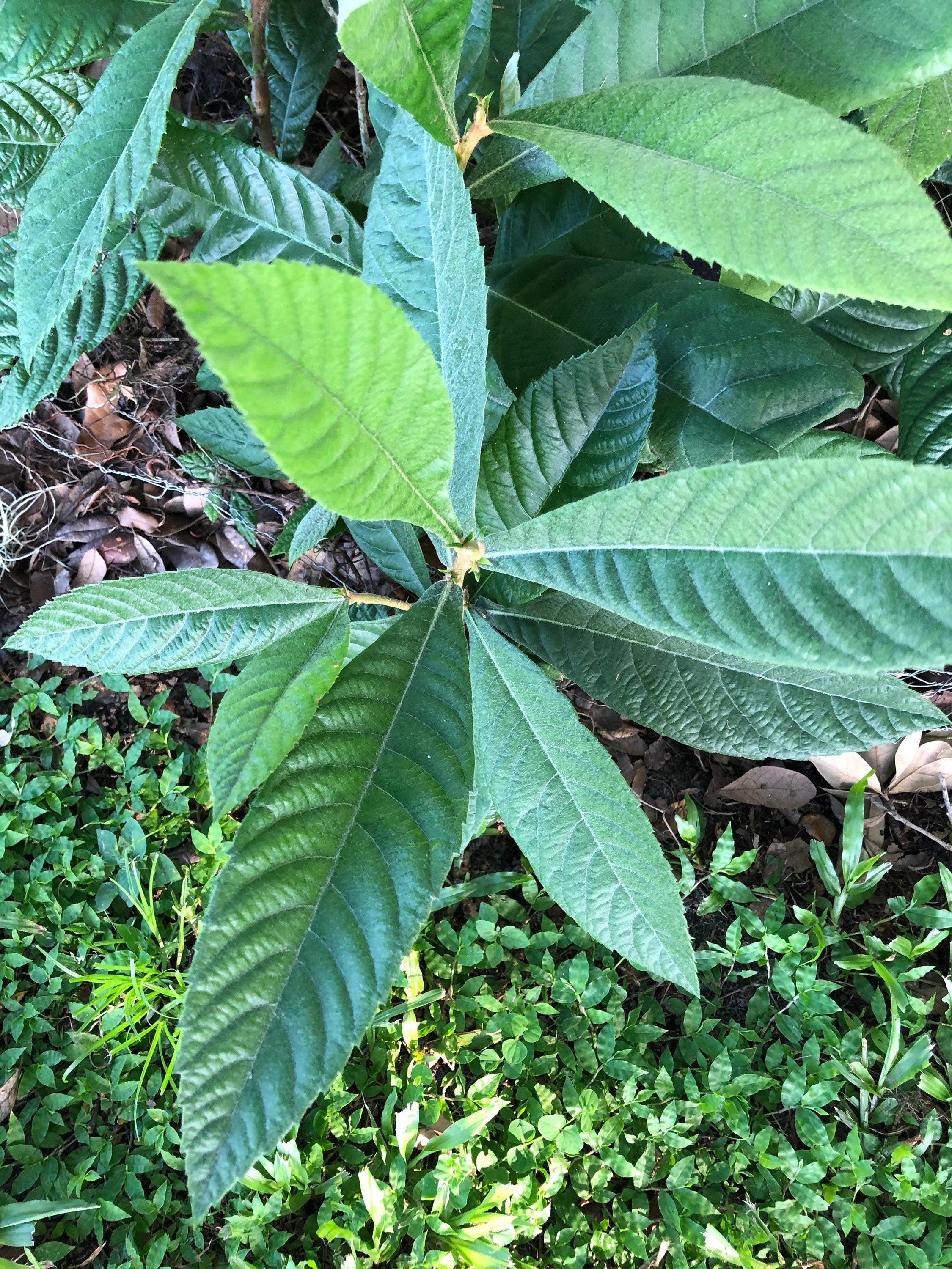 Loquat Tree 6-8 Inches - Etsy