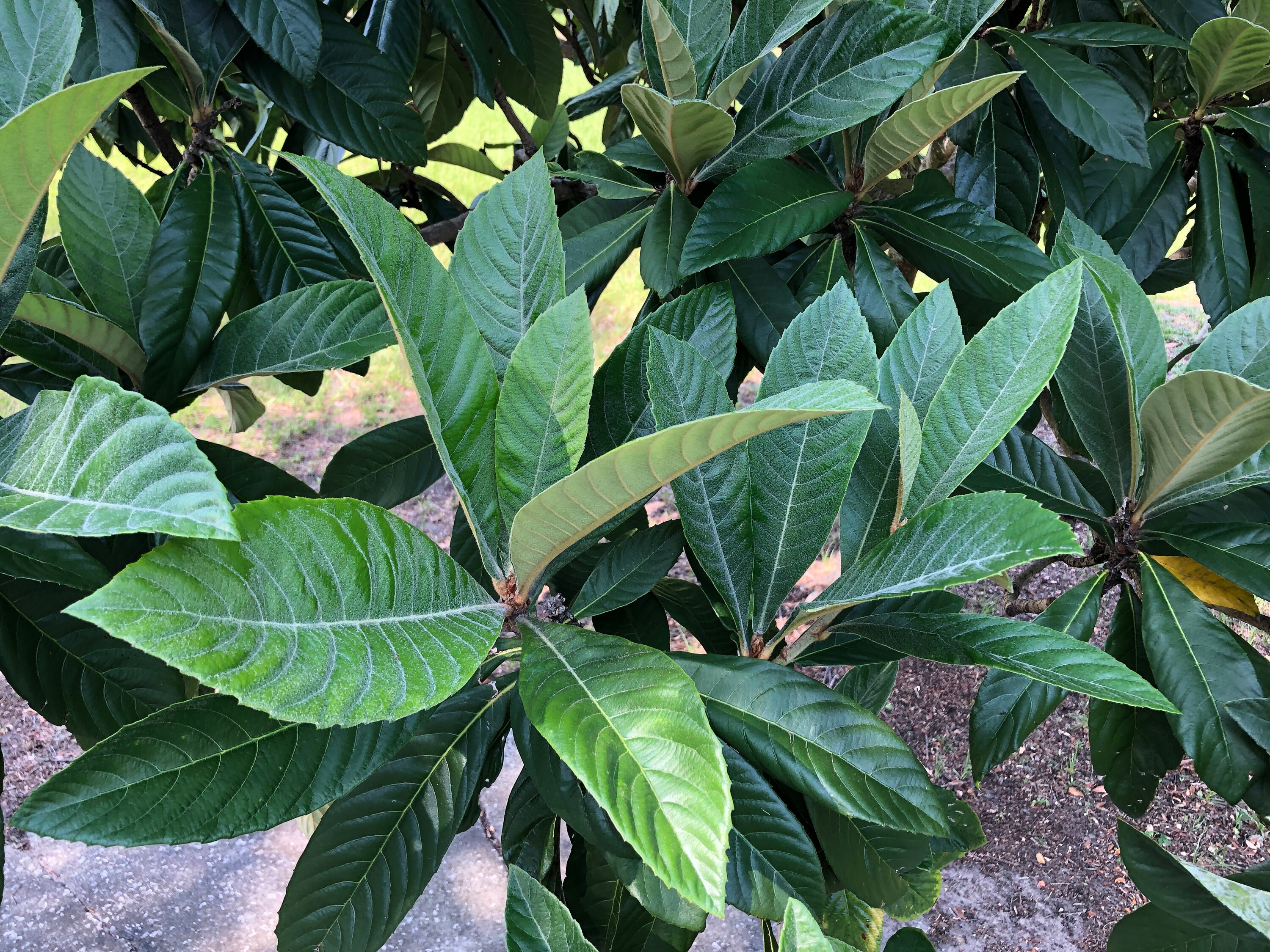 Loquat Tree Leaves 20, Loquat Tea, - Etsy