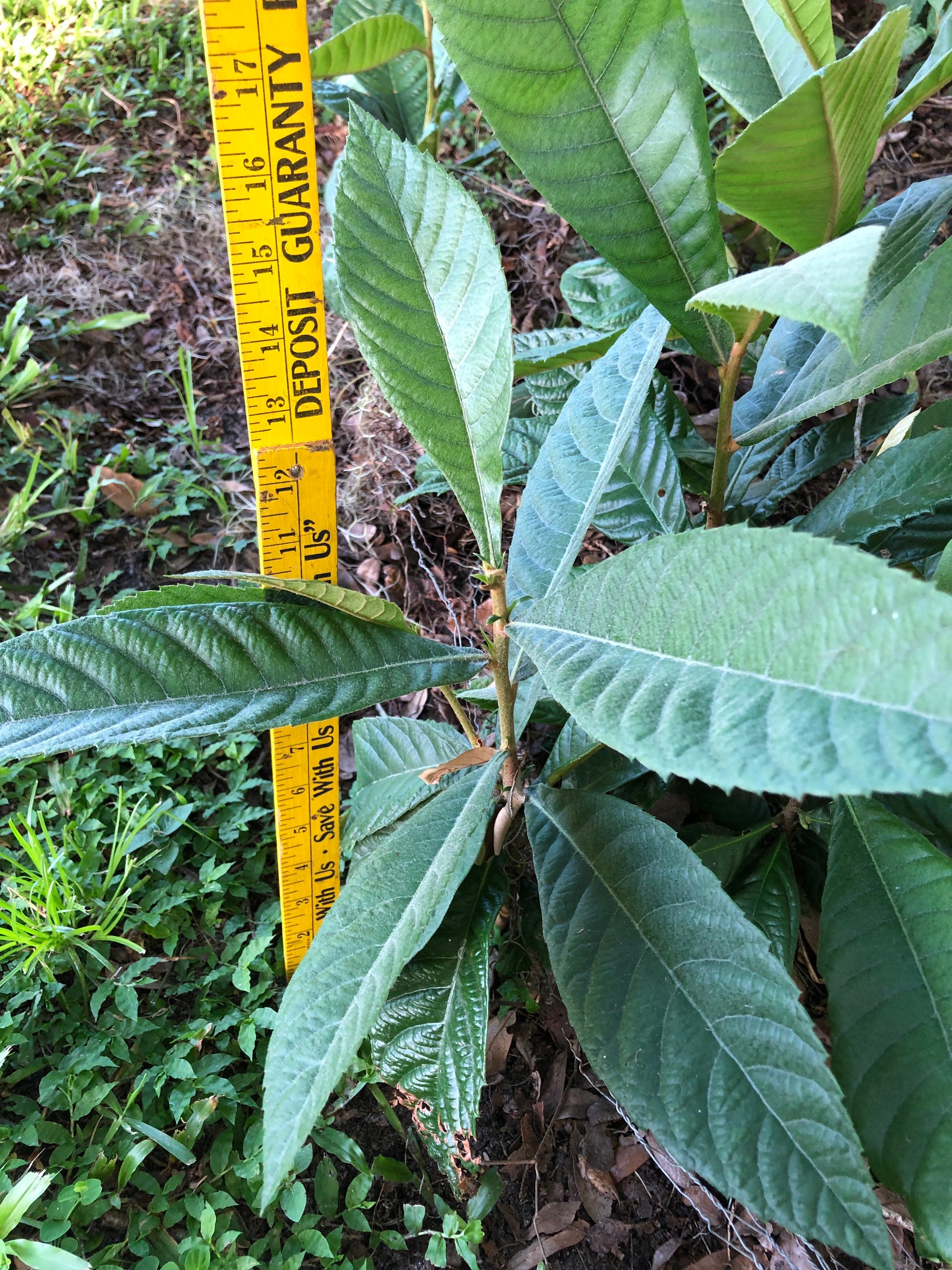 Loquat Tree 6-8 Inches - Etsy