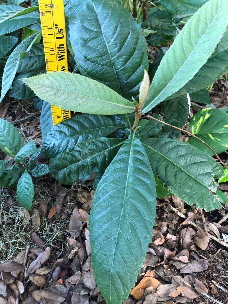 Loquat Tree 6 8 Inches Etsy