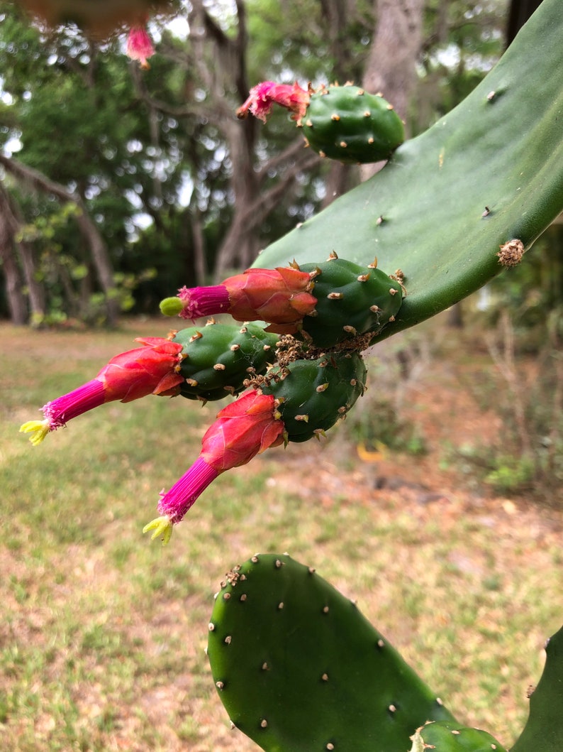 Prickly Pear Cactus spineless Edible Nopales 1 Large Pad - Etsy