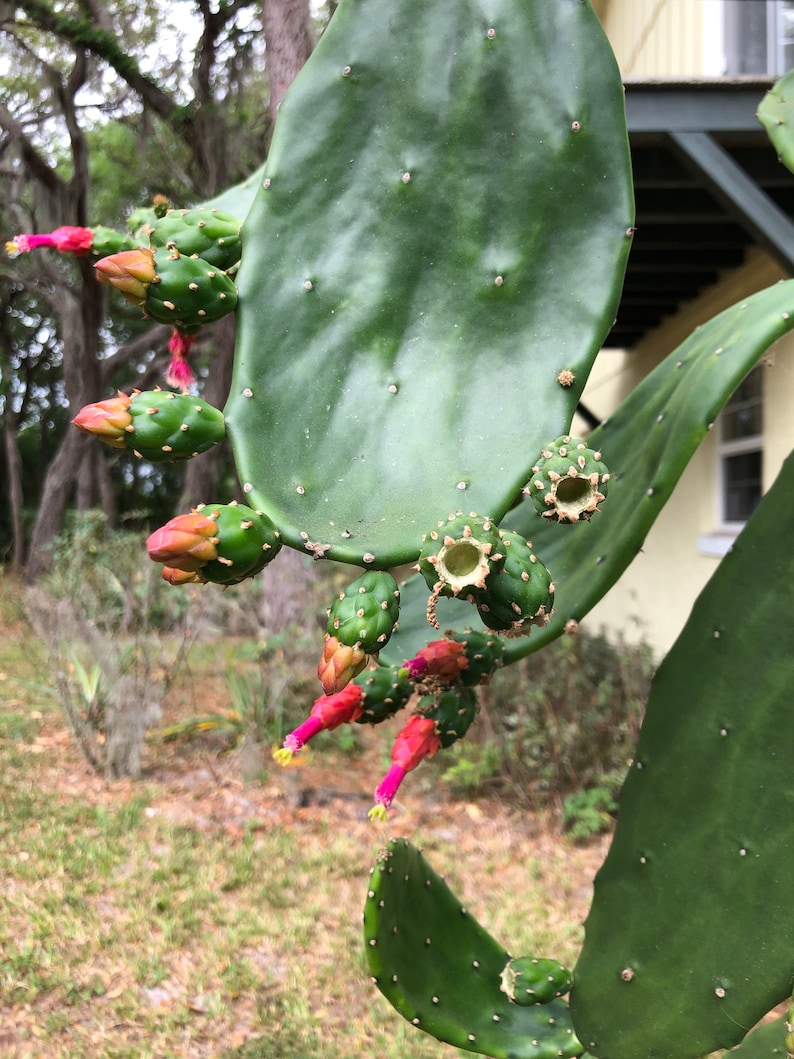 Prickly Pear Cactus spineless Edible Nopales 1 Large Pad - Etsy