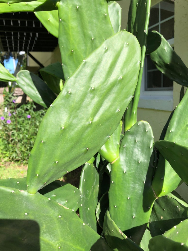 Prickly Pear Cactus (spineless Edible Nopales) 1 Large Pad - Etsy