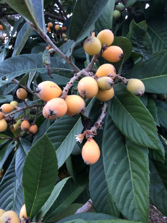 Loquat Fruit Benefits | ppgbbe.intranet.biologia.ufrj.br
